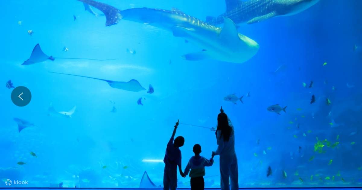 Zhuhai Chimelong Ocean Kingdom Trip Photography (Includes Retouching ...