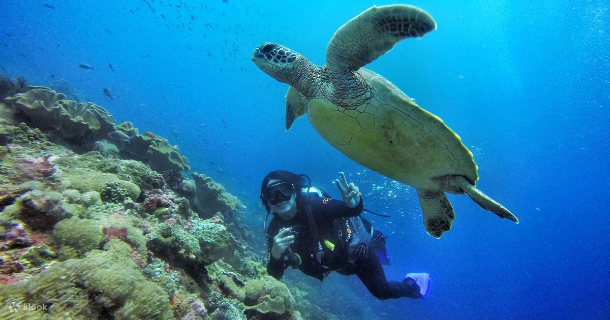 Explore the Depths: 3 Dives Nusa Penida Full-Day Dive Trip with PADI 5 ...