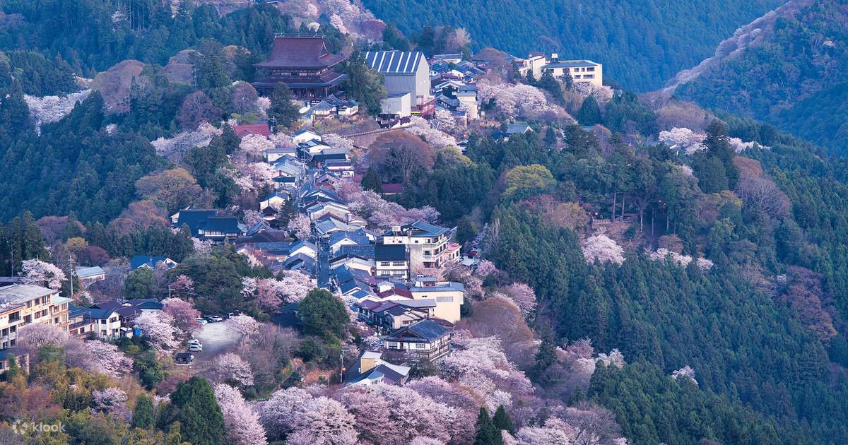 Nara: Excursión de un día para contemplar los cerezos de montaña del ...