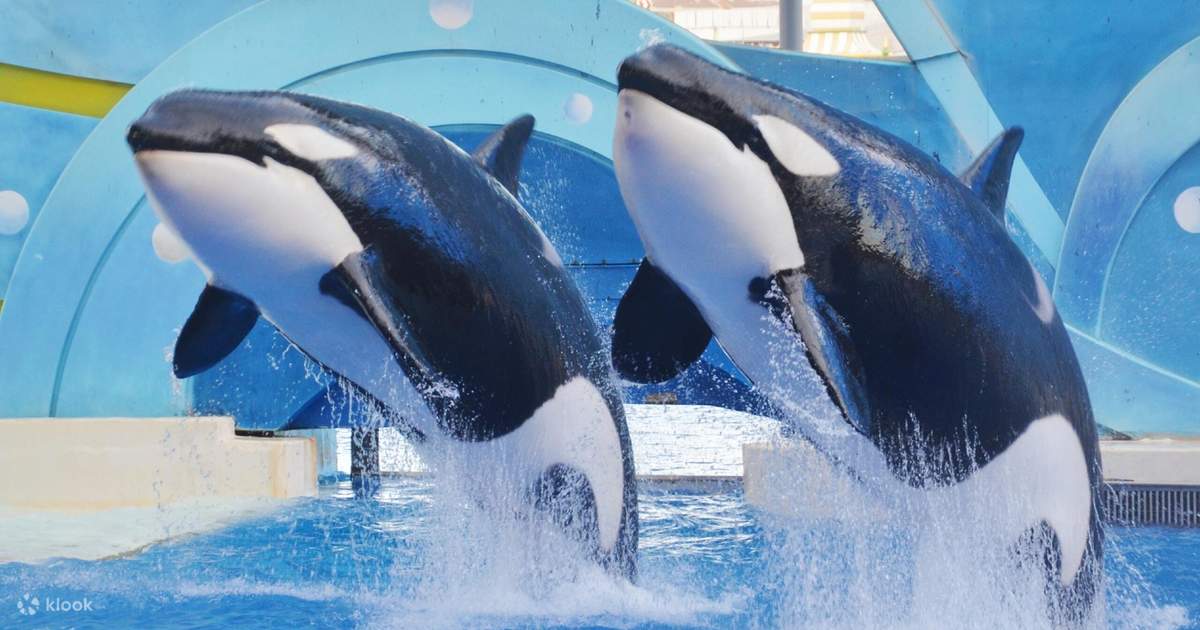 One-day tour of Shanghai Haichang Ocean Park (Killer Whale Show ...