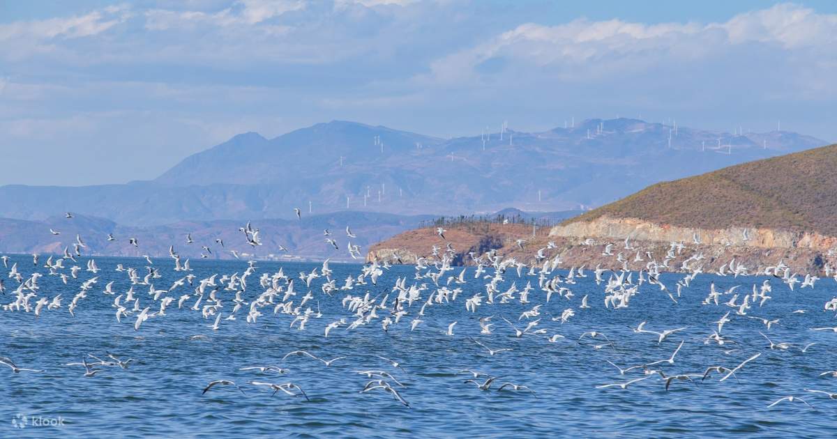 Excursion d'une journée au lac Erhai à Dali, Yunnan : Un voyage ...