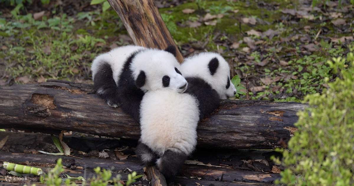 Tour privato guidato di 1 giorno a Chengdu: Centro di ricerca sull ...