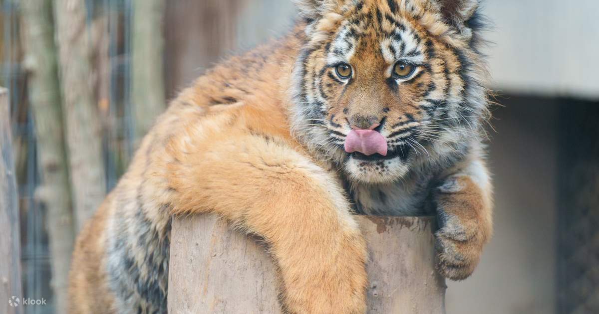 Shanghai Zoo Tickets - Klook