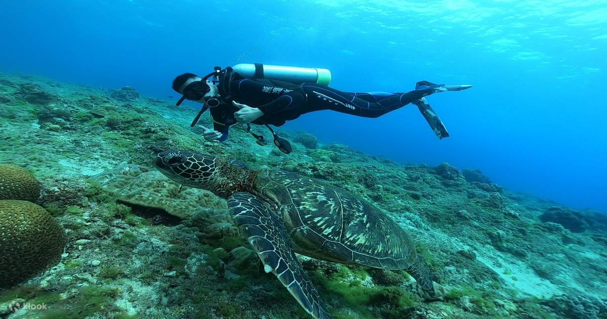 Pingtung｜Xiao Liuqiu Bear Diving｜Shore Dive Fun Dive (Diving License ...