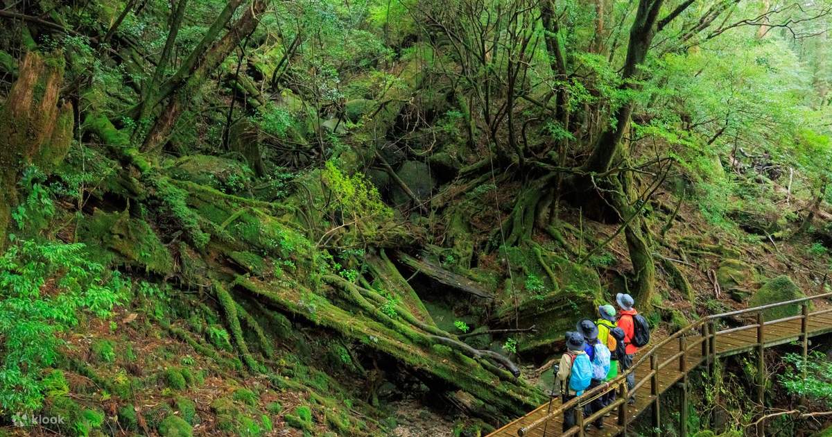 Yakushima Private Tour from Kagoshima via High-Speed Jetfoil Toppy - Klook