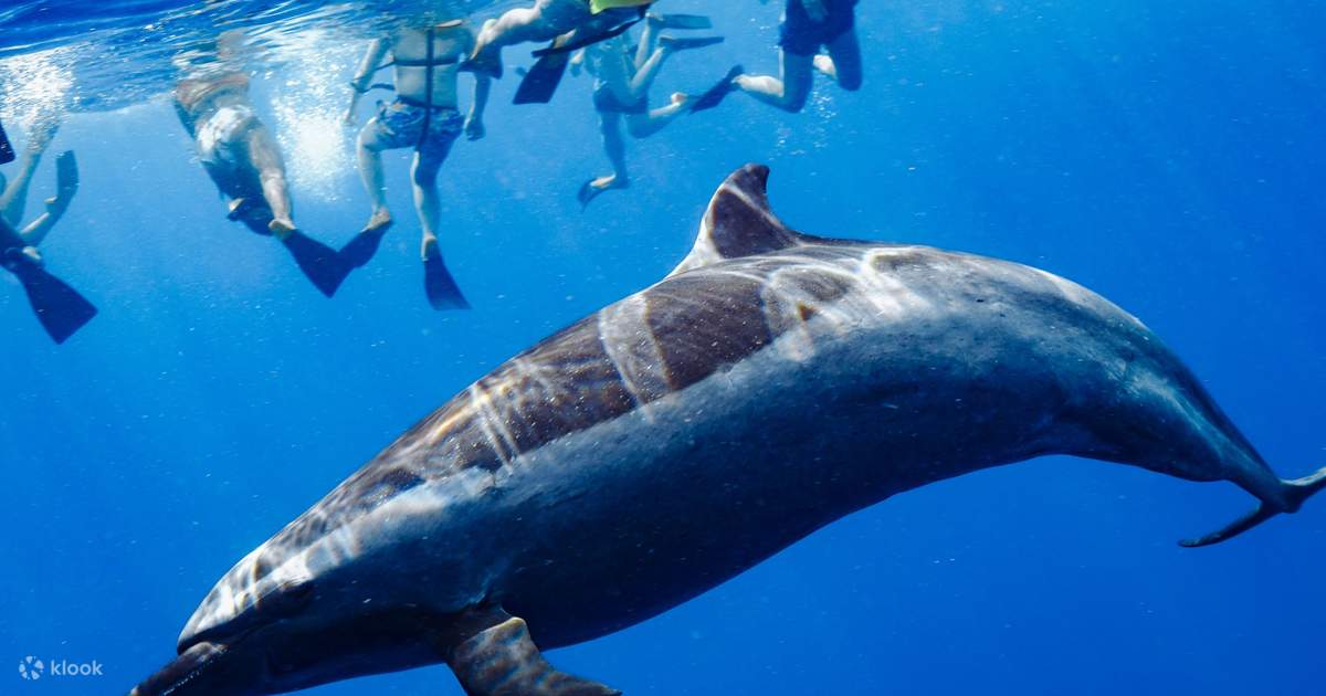 Nado con Delfines y Snorkel con Actividades Oceánicas en Oahu - Klook ...