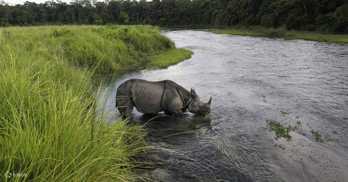 Chitwan National Park Tour: 2 Nights 3 Days Jungle Safari Package for ...