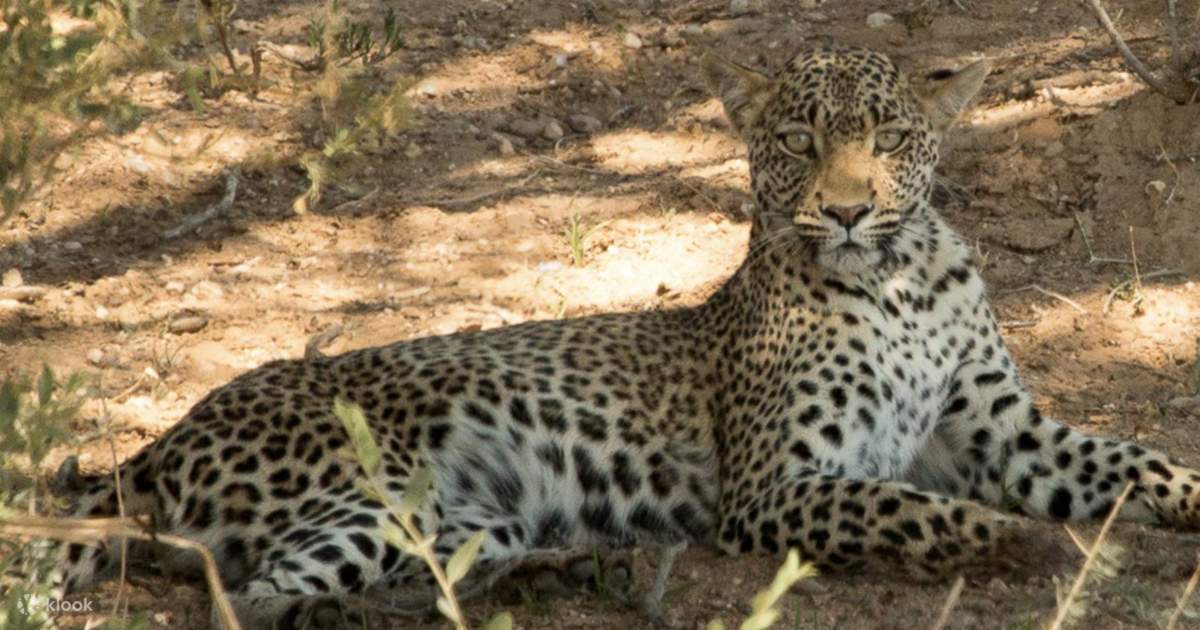 Safari d'une demi-journée et excursion d'observation de la faune à ...