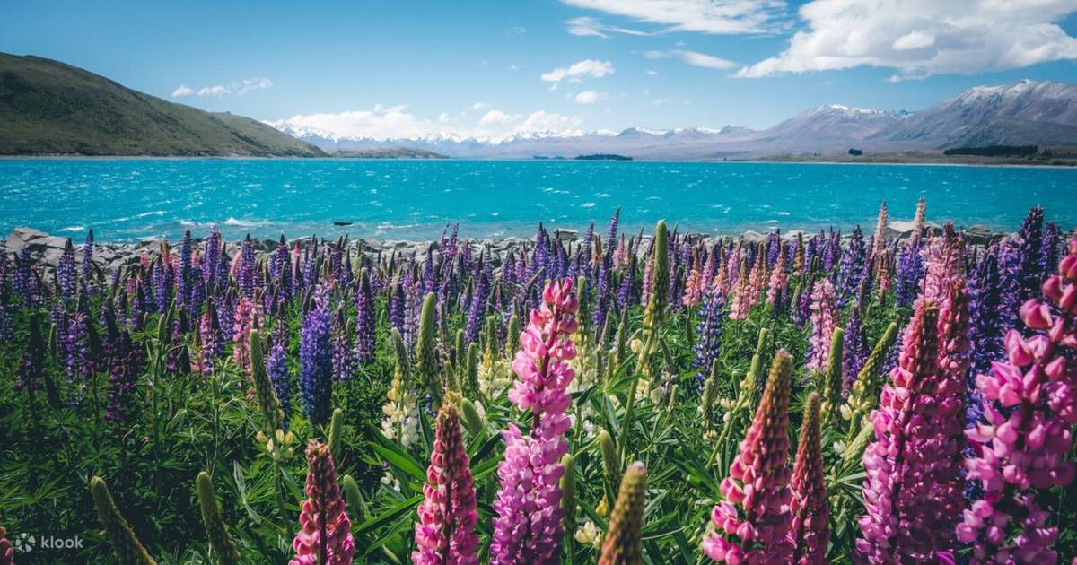 Tour Satu hari Pegunungan & Gletser di Lake Tekapo Scenic & Aoraki ...