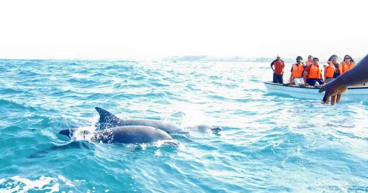 Key West Day Trip with Dolphin Watch Snorkel Tour Option - Klook India