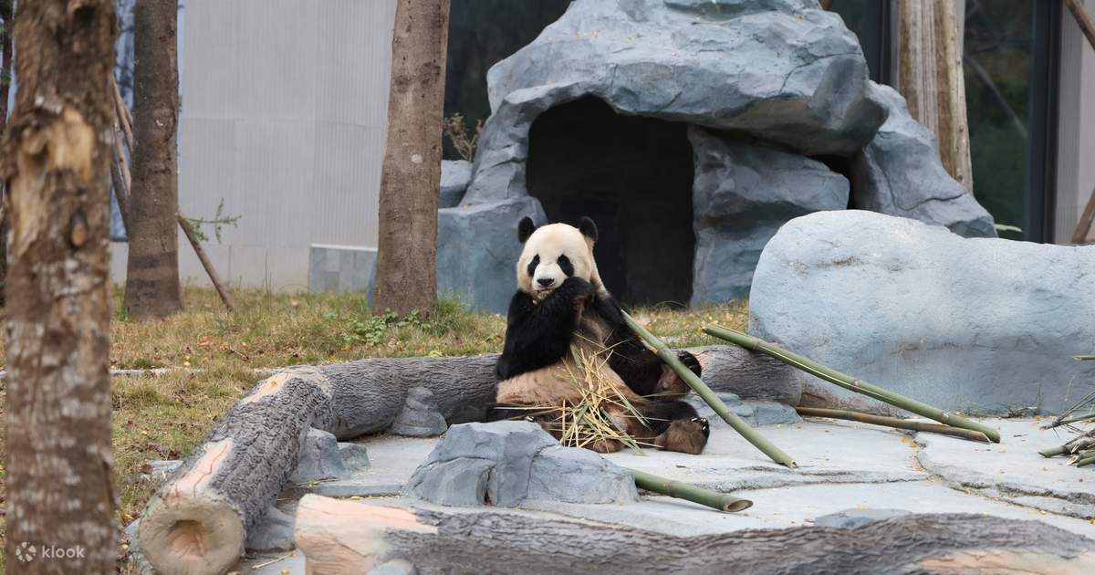 Mianyang China Giant Panda Garden - Klook United States