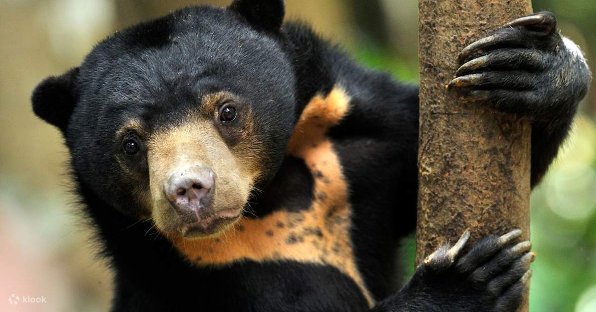 Half Day Sepilok Orangutan & Sun Bear Tour – Sandakan Sabah Wildlife ...