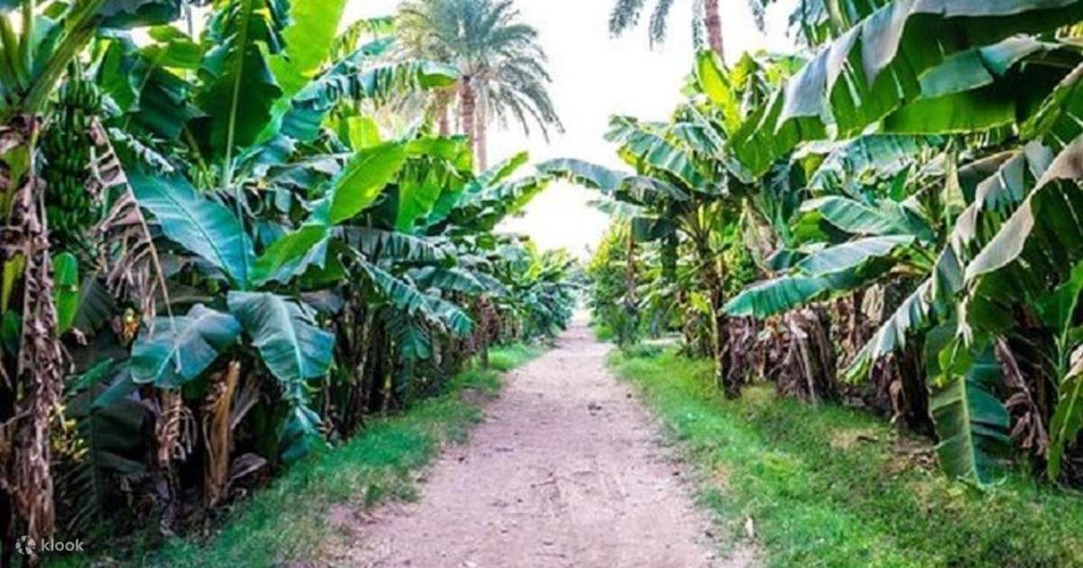 Lawatan ke Banana Island dari Luxor - Klook Amerika Syarikat
