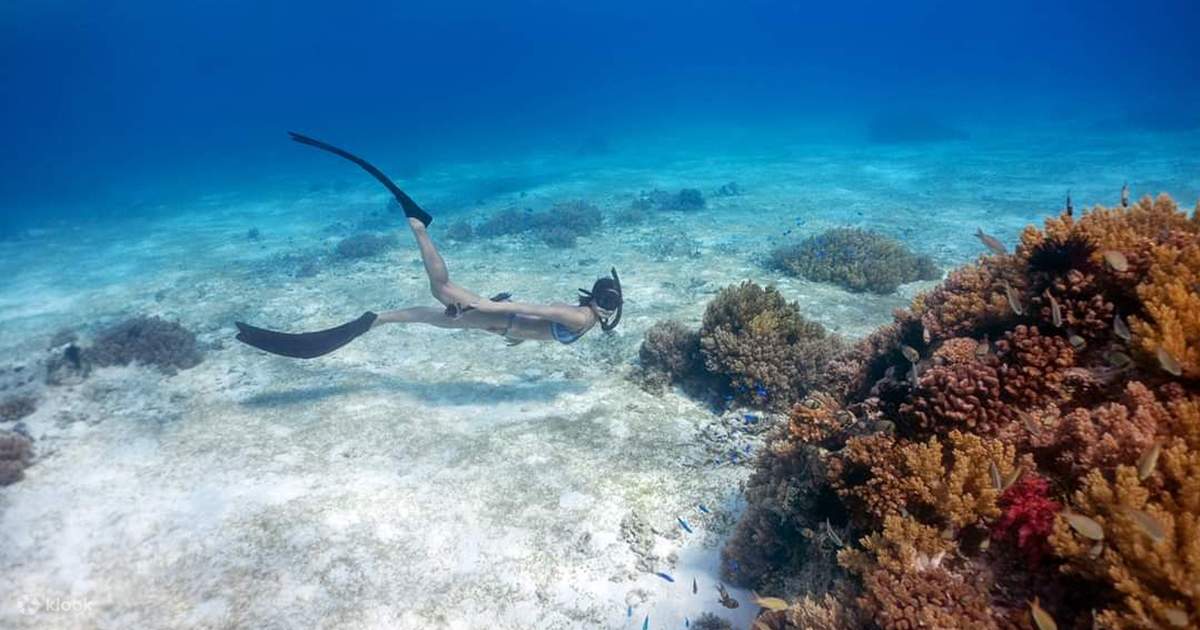 Raih Keahlian Freediving: Sertifikasi SSI Level 1 2 Hari di Batangas ...