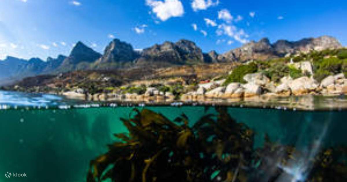 The Great African Seaforest Snorkel experience in Cape Town - Klook ...