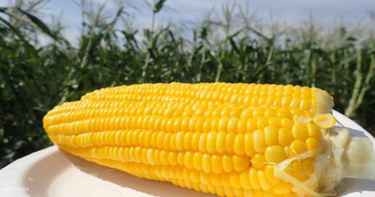 Corn-Picking Experience Half Day Car Tour from Sapporo - Klook Australia
