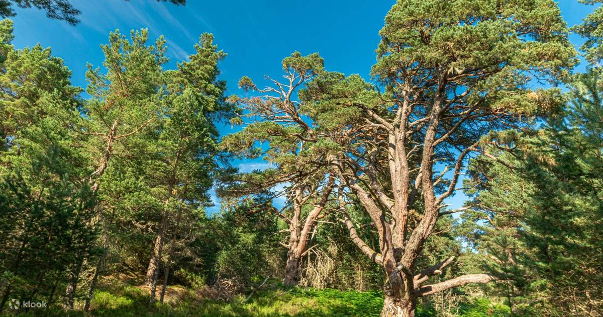 Excursión de día completo a Edimburgo, Cairngorms y Dunkeld con ...