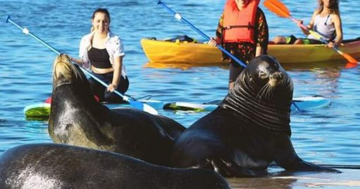 Kayak o Paddleboard di 2 ore a Marina del Rey in compagnia dei leoni ...