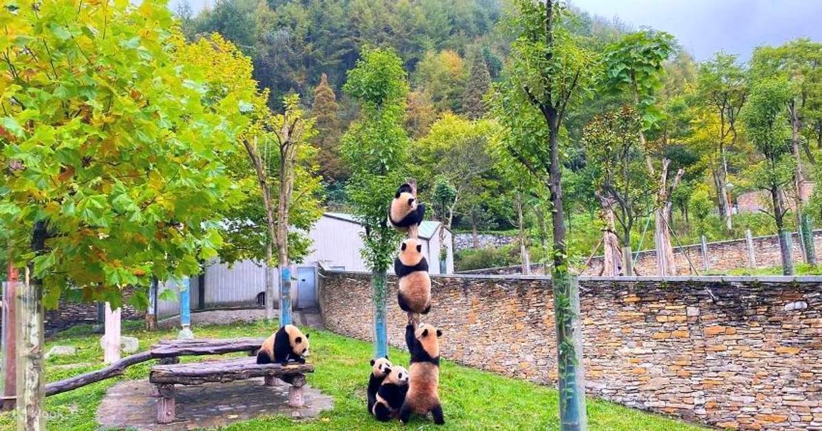Wolong China Giant Panda Garden Shenshuping Base of CCRCGP - Klook ...