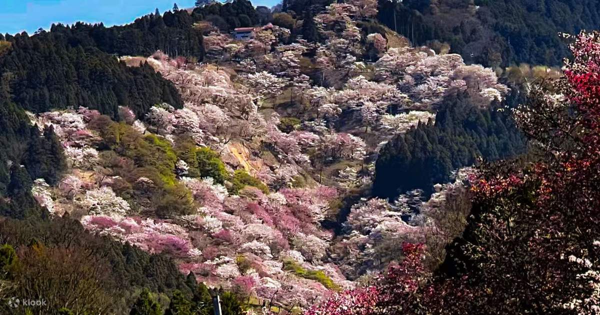 World Heritage Mt Yoshino & Sakura Sighting Day Tour from Nagoya ...