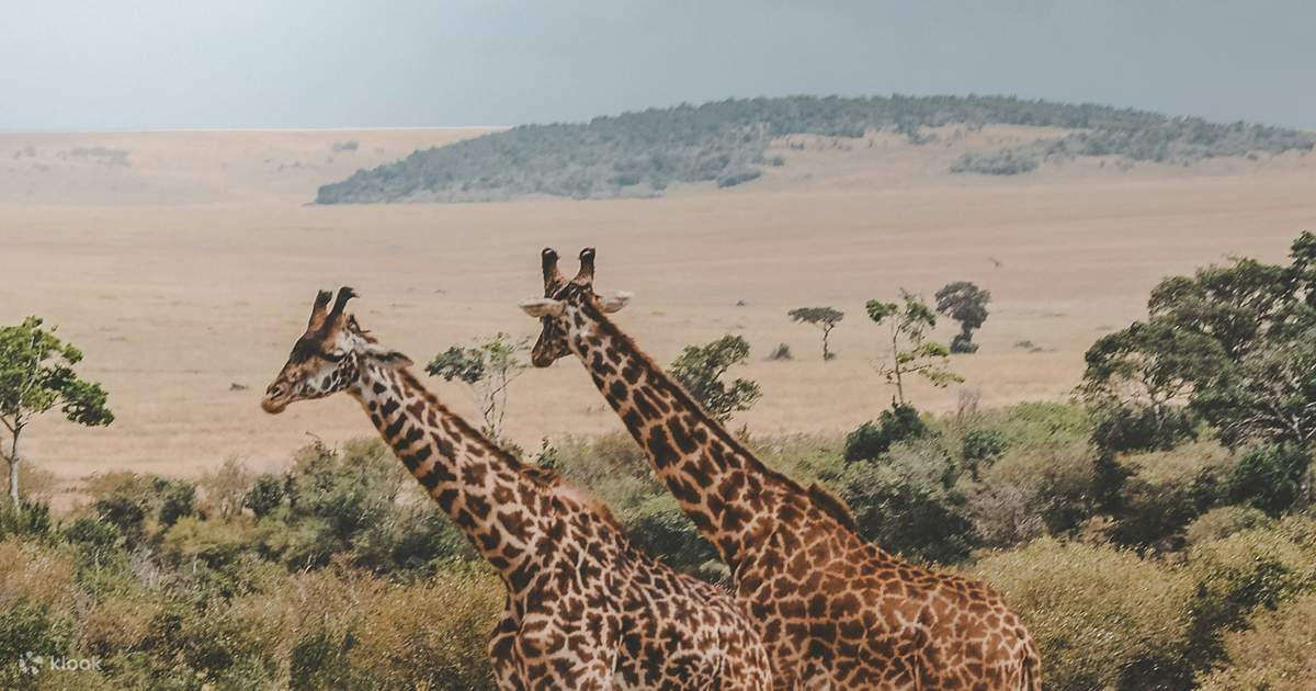 Serengeti national park & Ngorongoro Crater Multi-day Wildlife & Nature ...