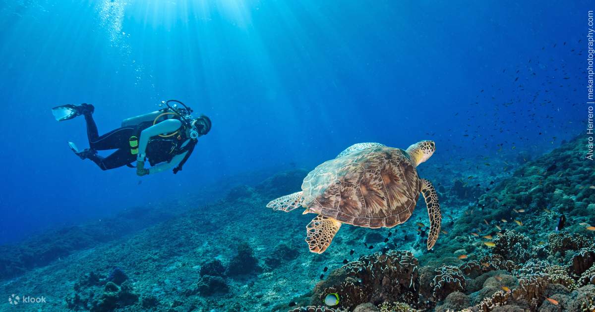 Oplev fantastiske 4 dyk i Koh Phi Phi med PADI 5-stjernet IDC - Klook ...