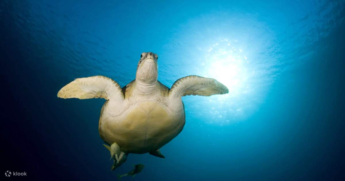 PADI Open Water Diver Sanur+Padangbai or Tulamben in Bali with PADI 5 ...