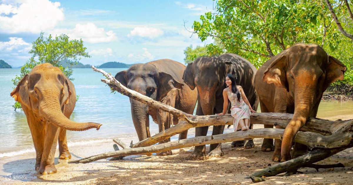 Elephant and Beach Experience at Phuket Siray Elephant Care Camp - Klook