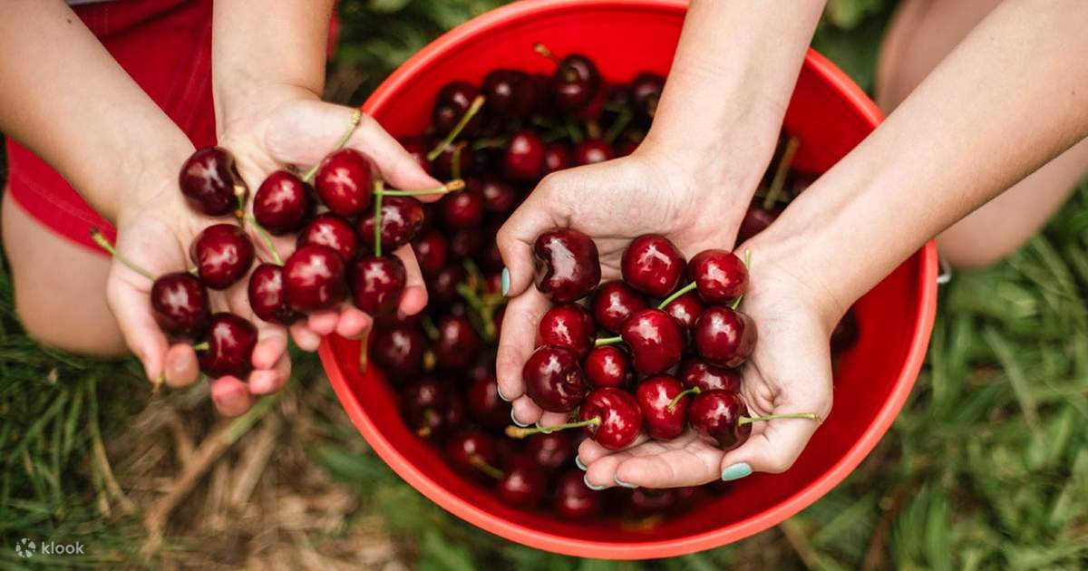 cherry picking sydney