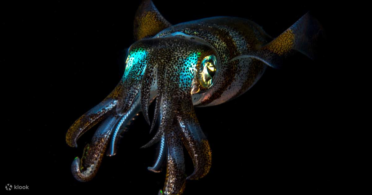 Discover the Mysteries of the Deep: Night Dive in Sipalay with Our PADI ...