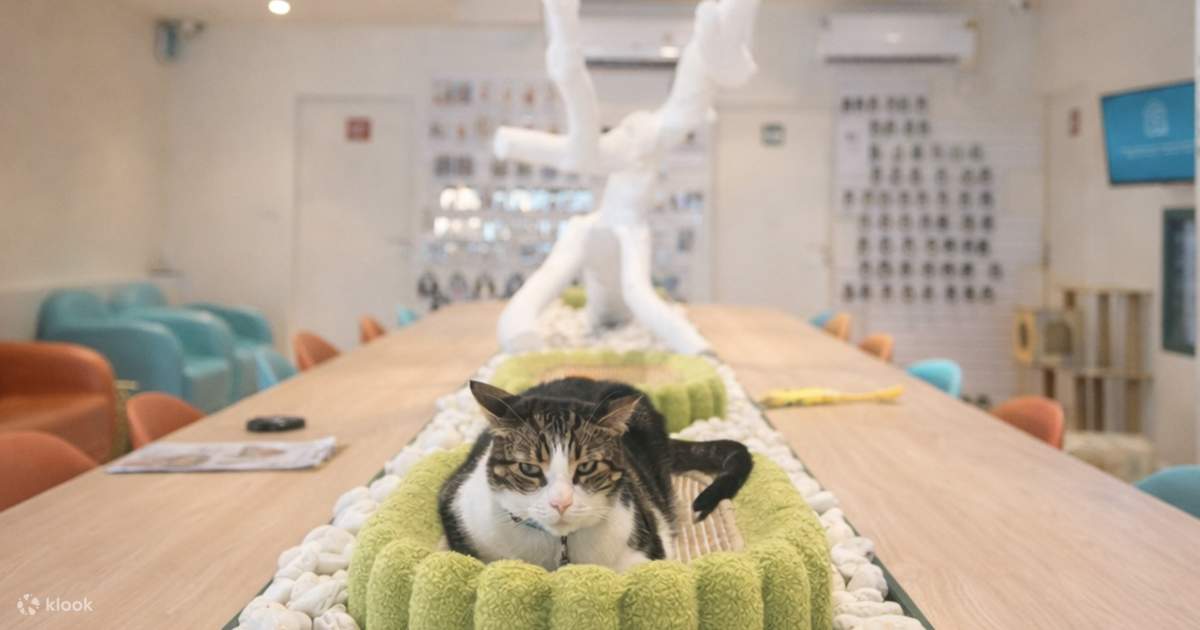 Asok Pethouse Cat Cafe - Klook Singapore