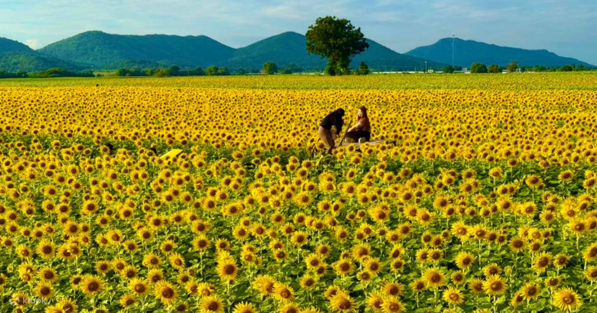 Bangkok Ancient Capitals & Sunflower Fields Day Tour - Klook United States