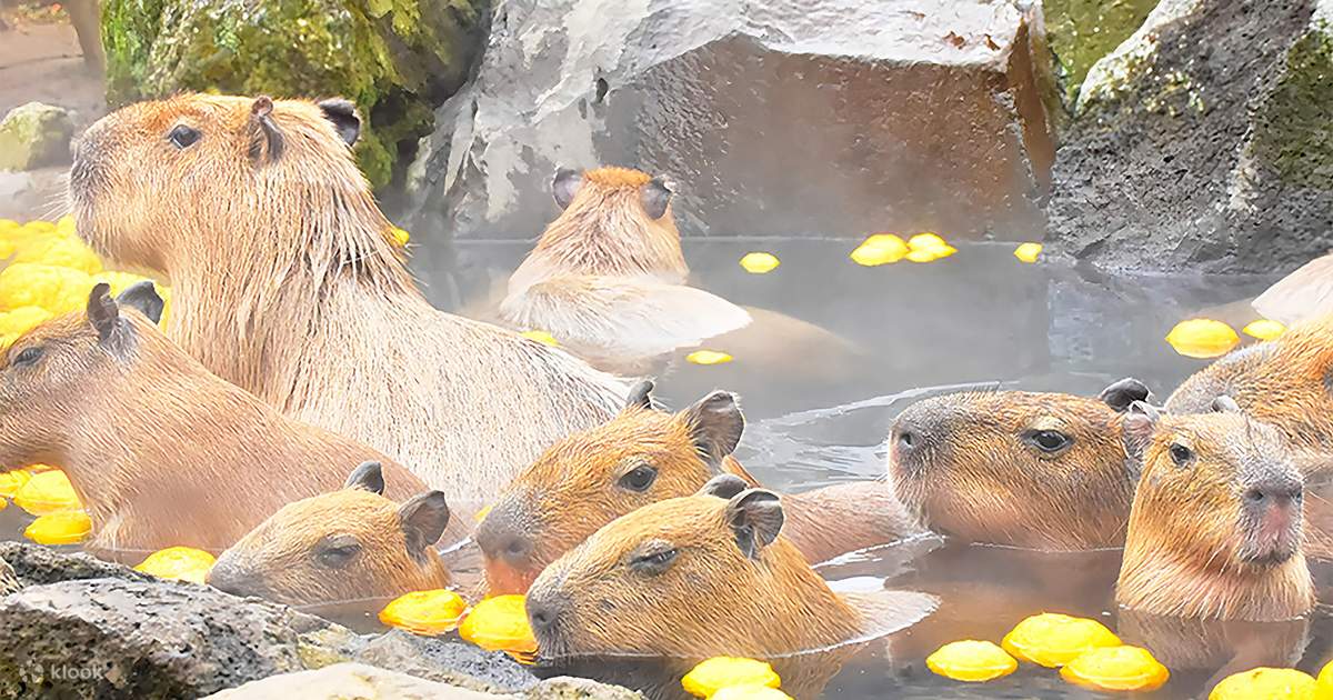Izu: Isang araw na paglalakbay sa Bundok Omuro, Cactus Animal Park ...