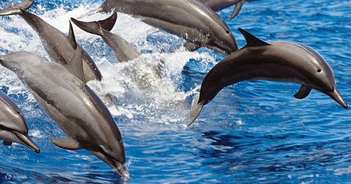 Morning Dolphin and Snorkel Excursion From Waianae Harbor - Klook ...