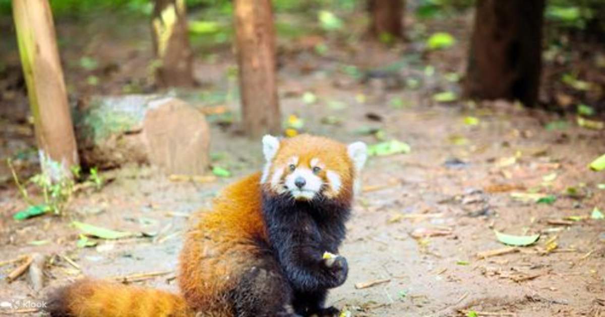 Chengdu Zoo - Klook