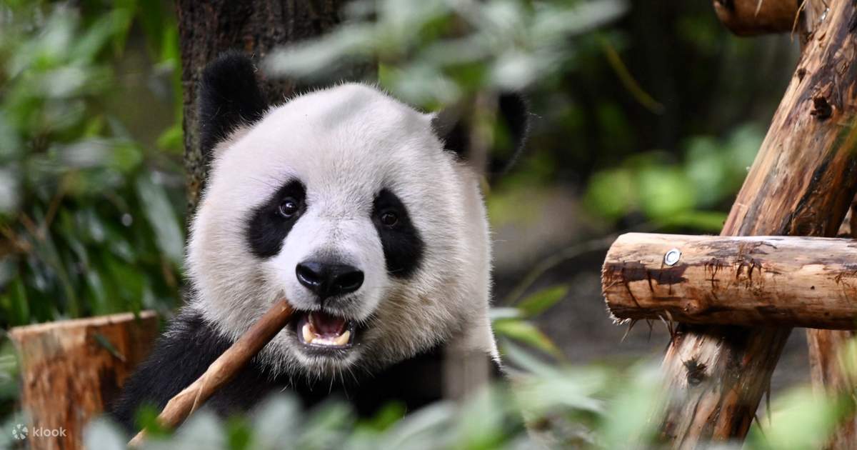 Chengdu Panda & Leshan Giant Buddha Day Tour - Klook United States