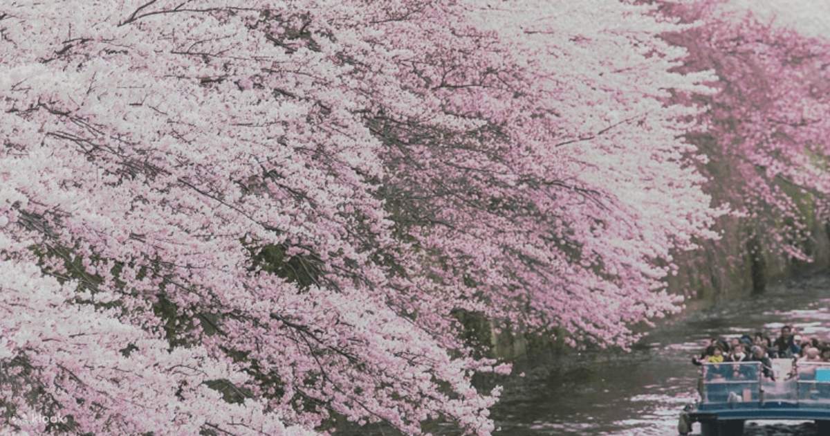 Meguro River Cherry Blossom Viewing Cruise (Tokyo) - Klook United States