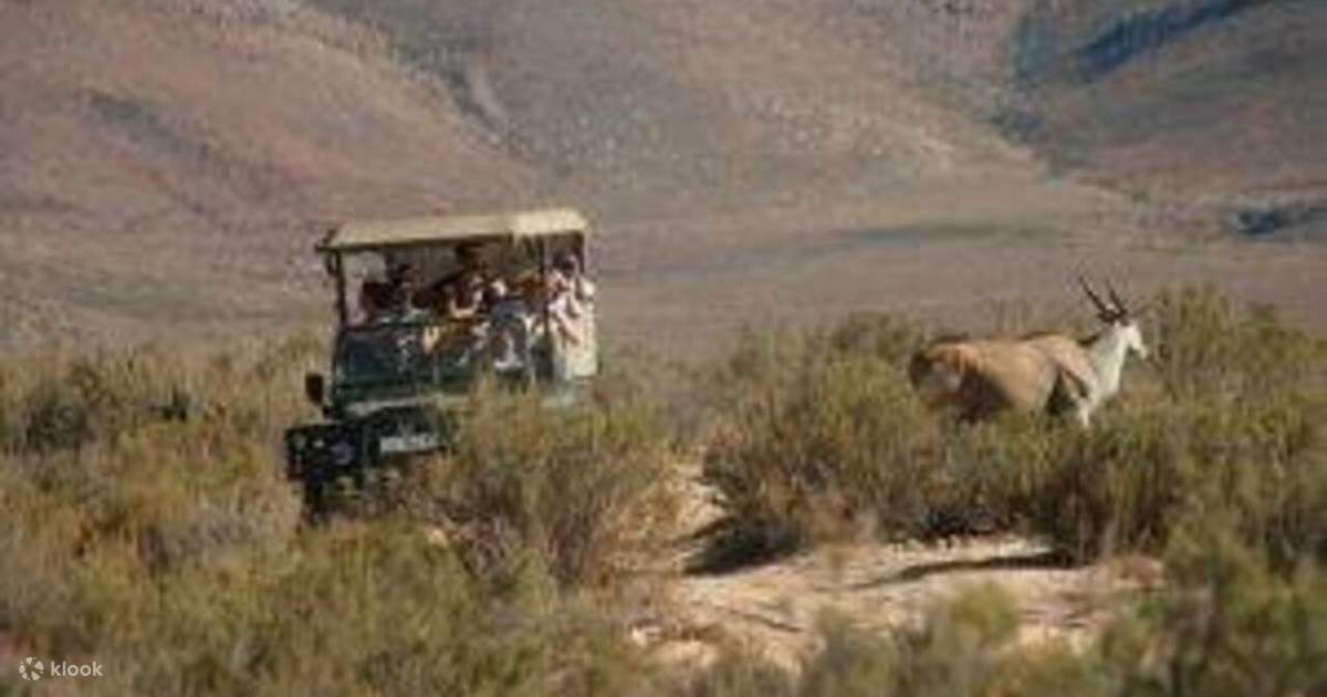 Aquila Private Game Reserve Full-Day Private Tour with Transfers - Klook