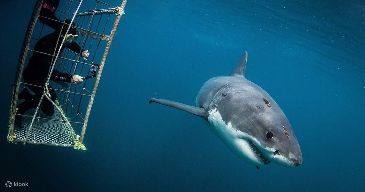 SHARK EXPLORERS: Buceo en jaula con tiburones en Simonstown, Ciudad del ...