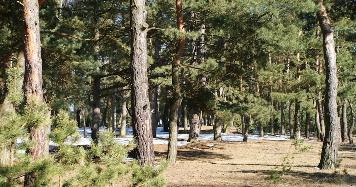 IRS ROYAL APARTMENTS - IRS Neptun Park in Gdańsk | 2025 Updated prices ...