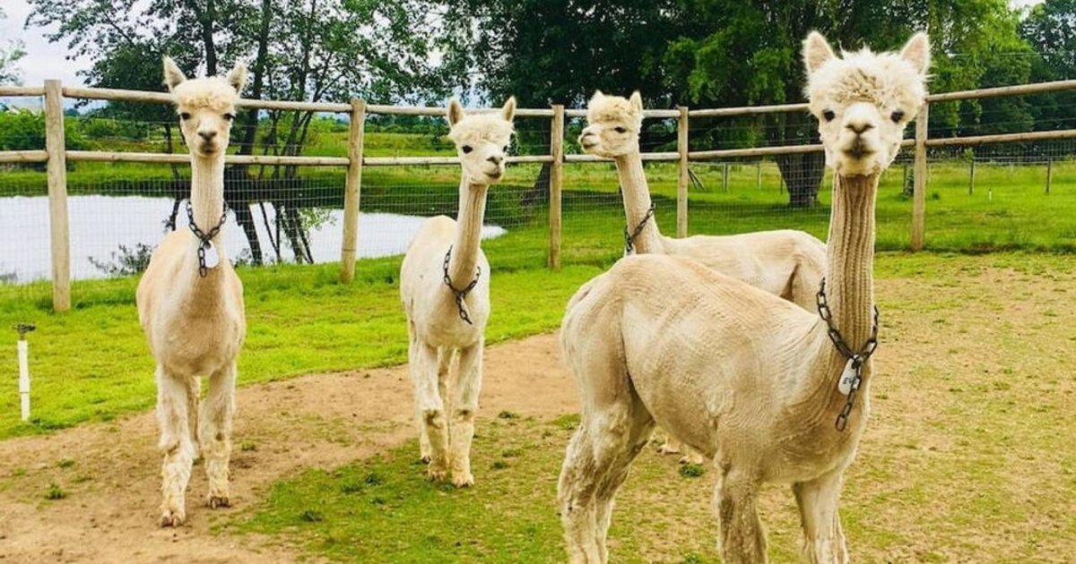 Wine Suite at Rellik House. Winery & Alpaca Farm in | 2025 Updated ...