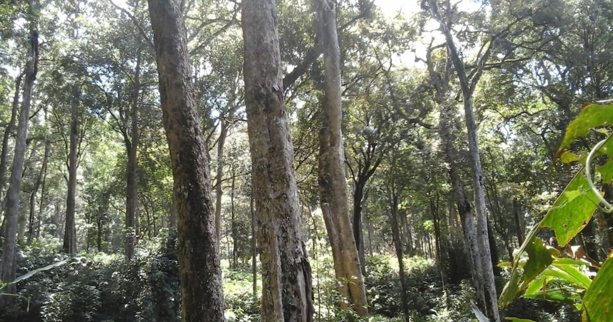 Ambady Estate in Idukki | 2026 Updated prices, deals - Klook United States