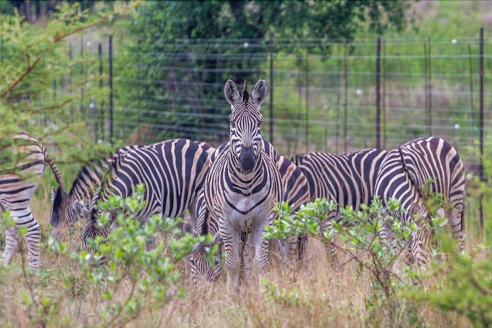 Ritsako Game Lodge in City of Tshwane Metropolitan Municipality | 2024 ...