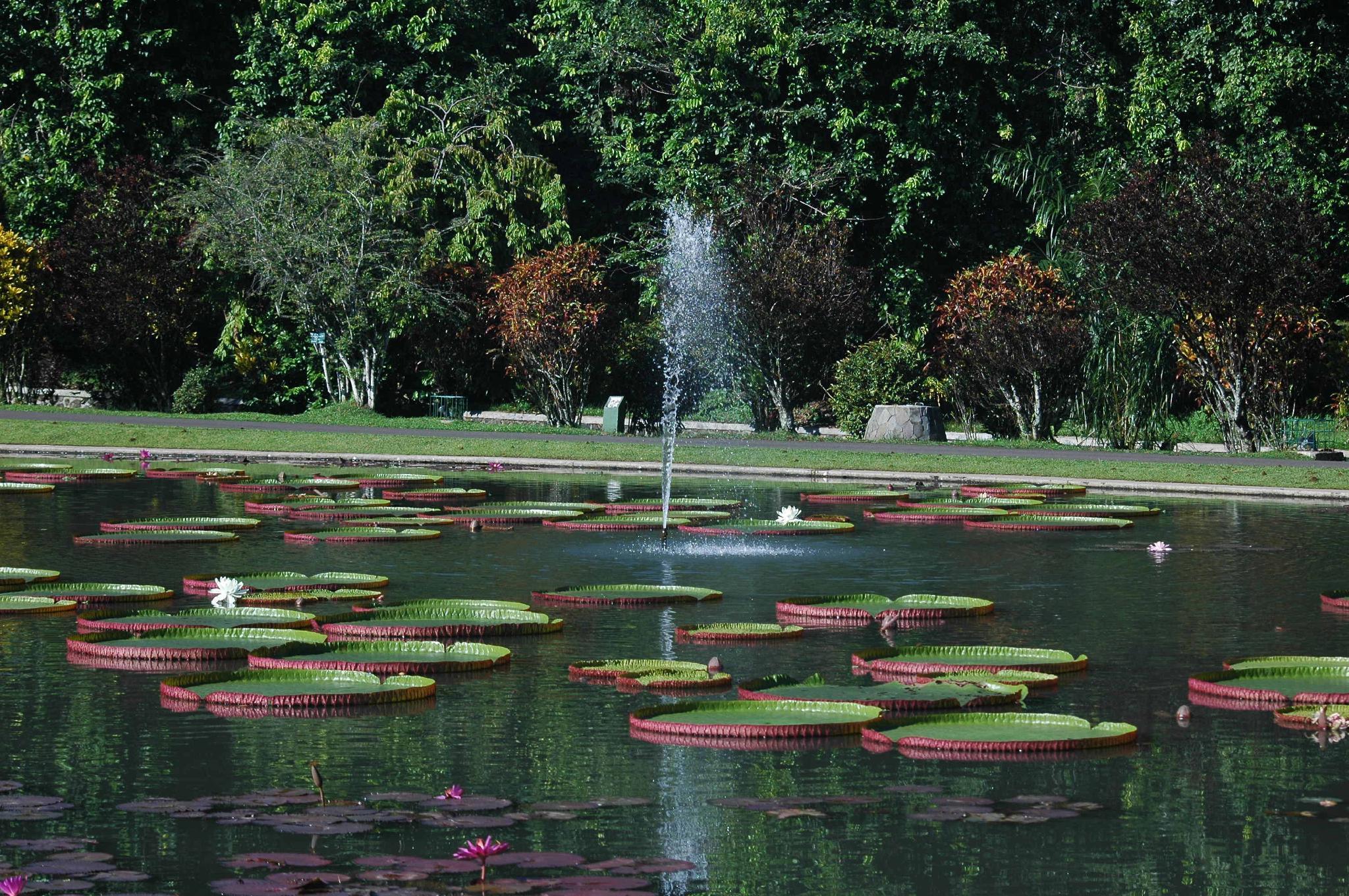 Homestay Helinium in Bogor | 2025 Updated prices, deals - Klook United ...