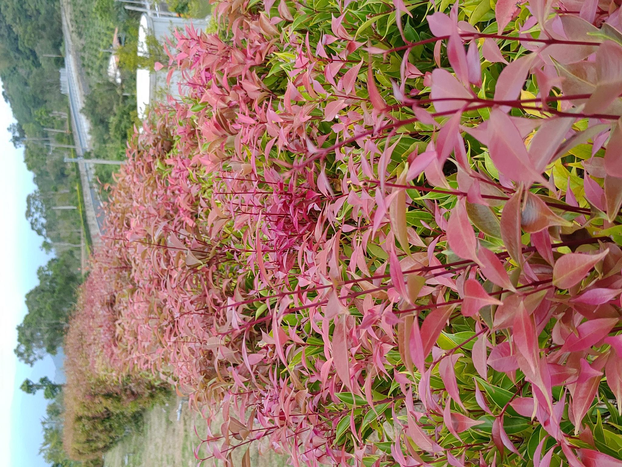 FU YUAN TAN VILLA in Taitung County | 2025 Updated prices, deals ...
