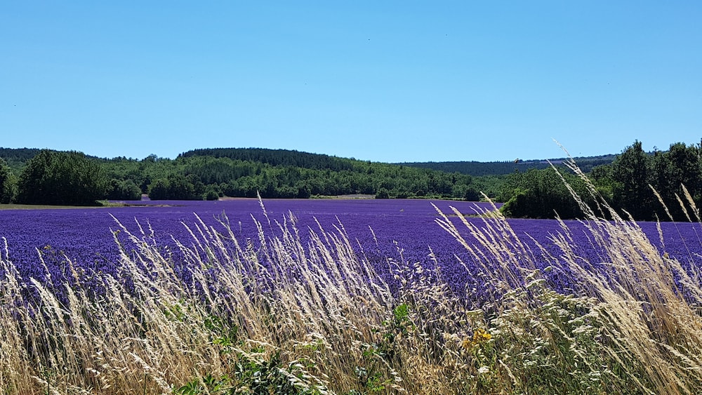 Auberge de Tavel in Nîmes | 2024 Updated prices, deals - Klook United ...