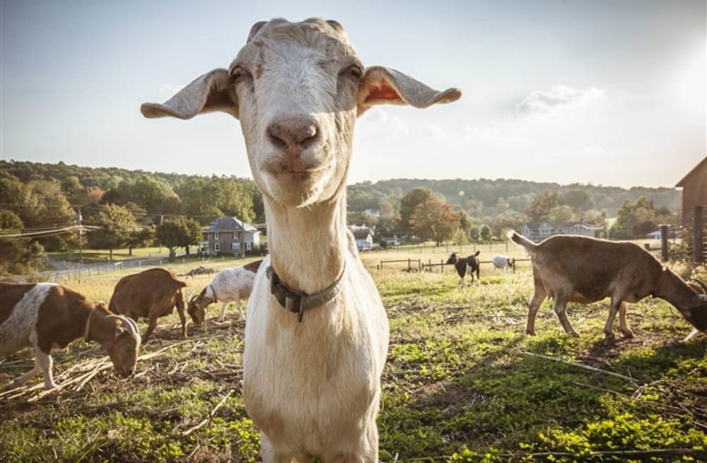 Frush Farm Bed & Breakfast in South Heidelberg Township | 2023 Updated ...