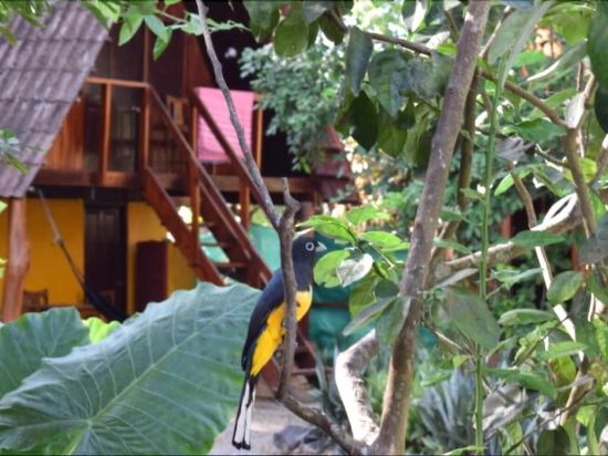 Howler Monkey Hotel in Provincia Puntarenas | 2025 Updated prices ...