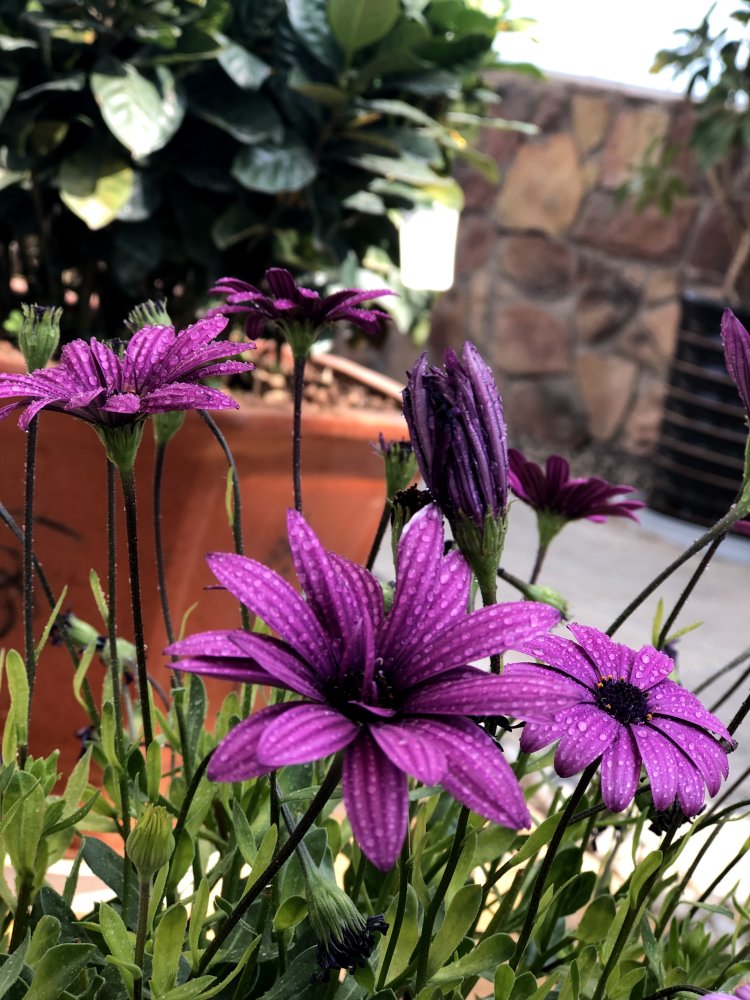 Lijiang ancient city Zangyuan snow mountain view hotel (big water wheel ...