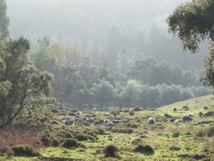 Vumba - The Gorongosa Suite in Pinhal Interior Norte | 2026 Updated ...